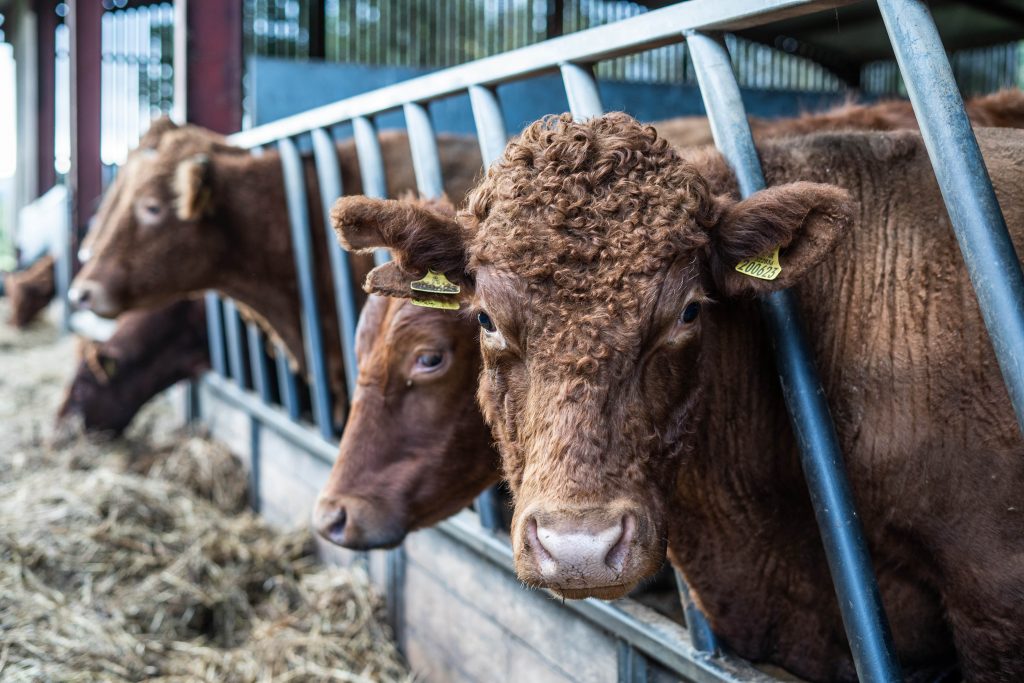 Our Meat – Meatbox Shop